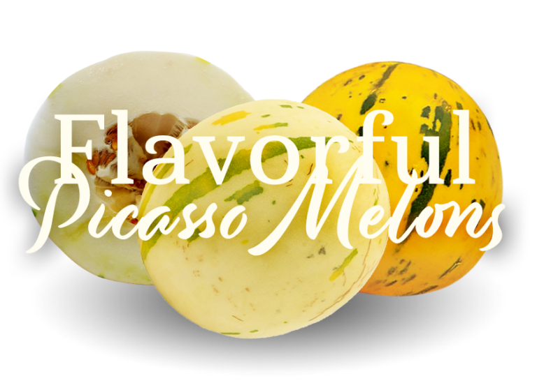 Fresh Picasso Melons - Majesty - Five Crowns Marketing